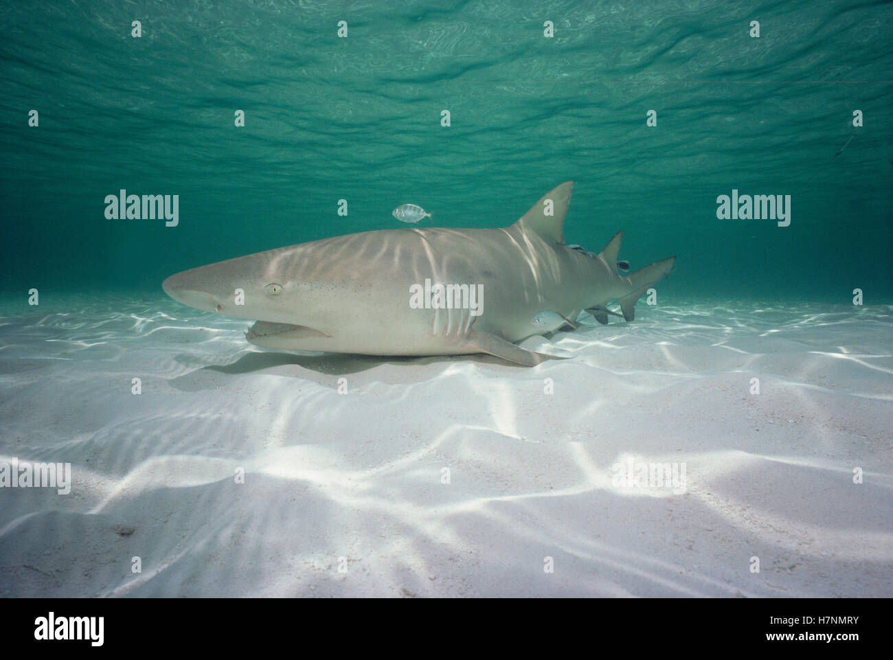 Lemon Shark (Negaprion acutidens) portrait, occurs in the Pacific Ocean ...