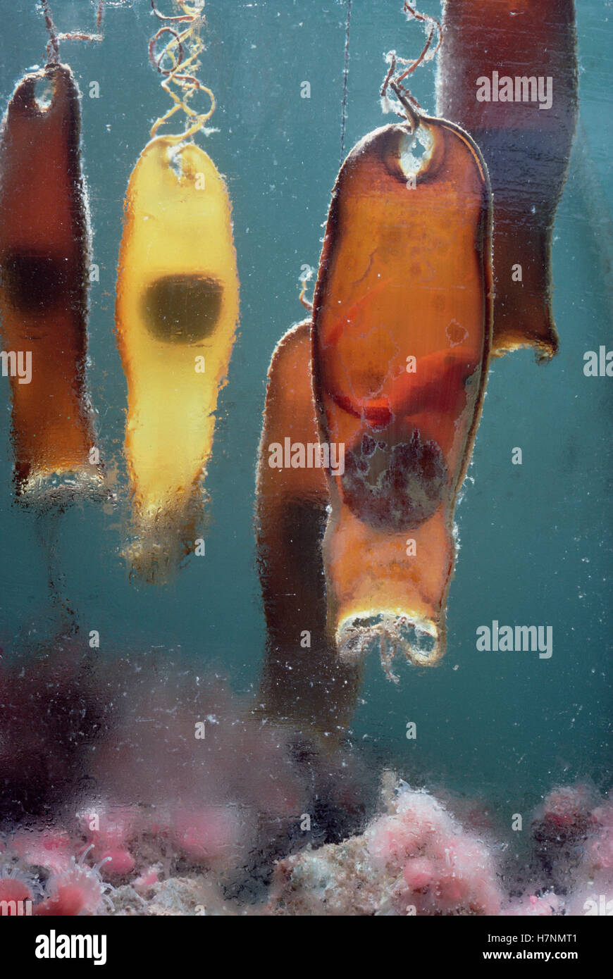 Shark egg cases embryo High Resolution Stock Photography and Images - Alamy