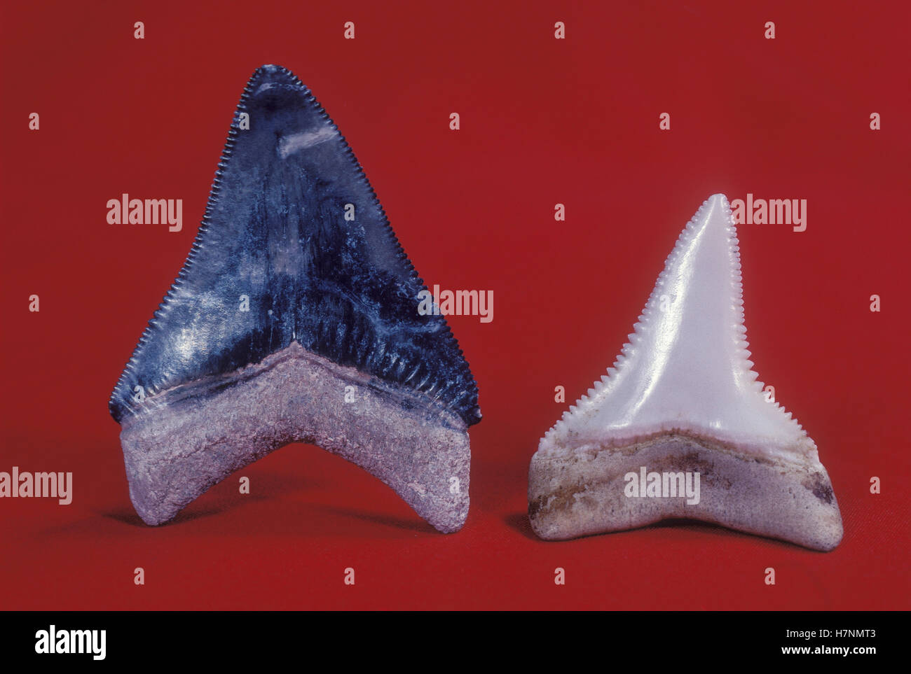 Megatooth Shark (Carcharodon megalodon) fossil and modern Great White ...