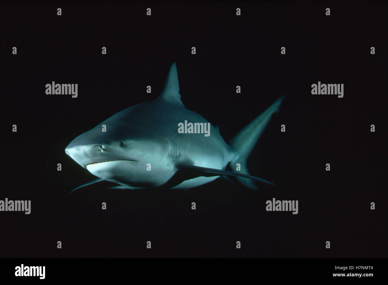 Bull Shark (Carcharhinus leucas) underwater portrait, North America ...