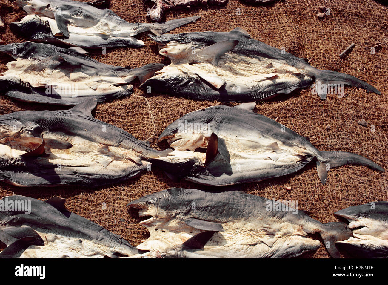 Dead sharks at market, Sri Lanka Stock Photo - Alamy
