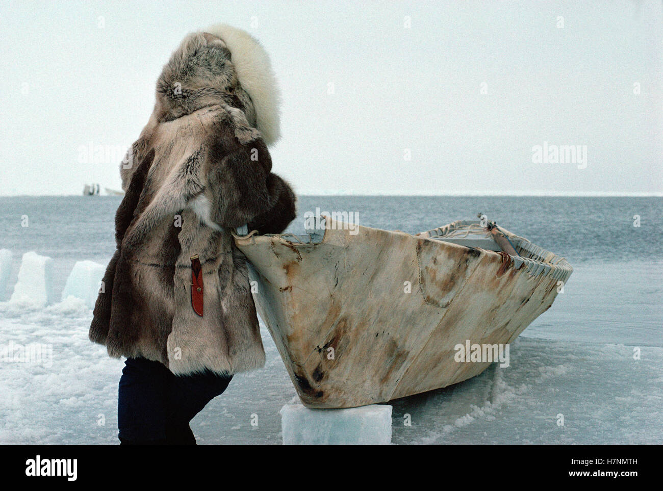 Bowhead Whale (Balaena mysticetus) hunter, an Inuit in traditional ...