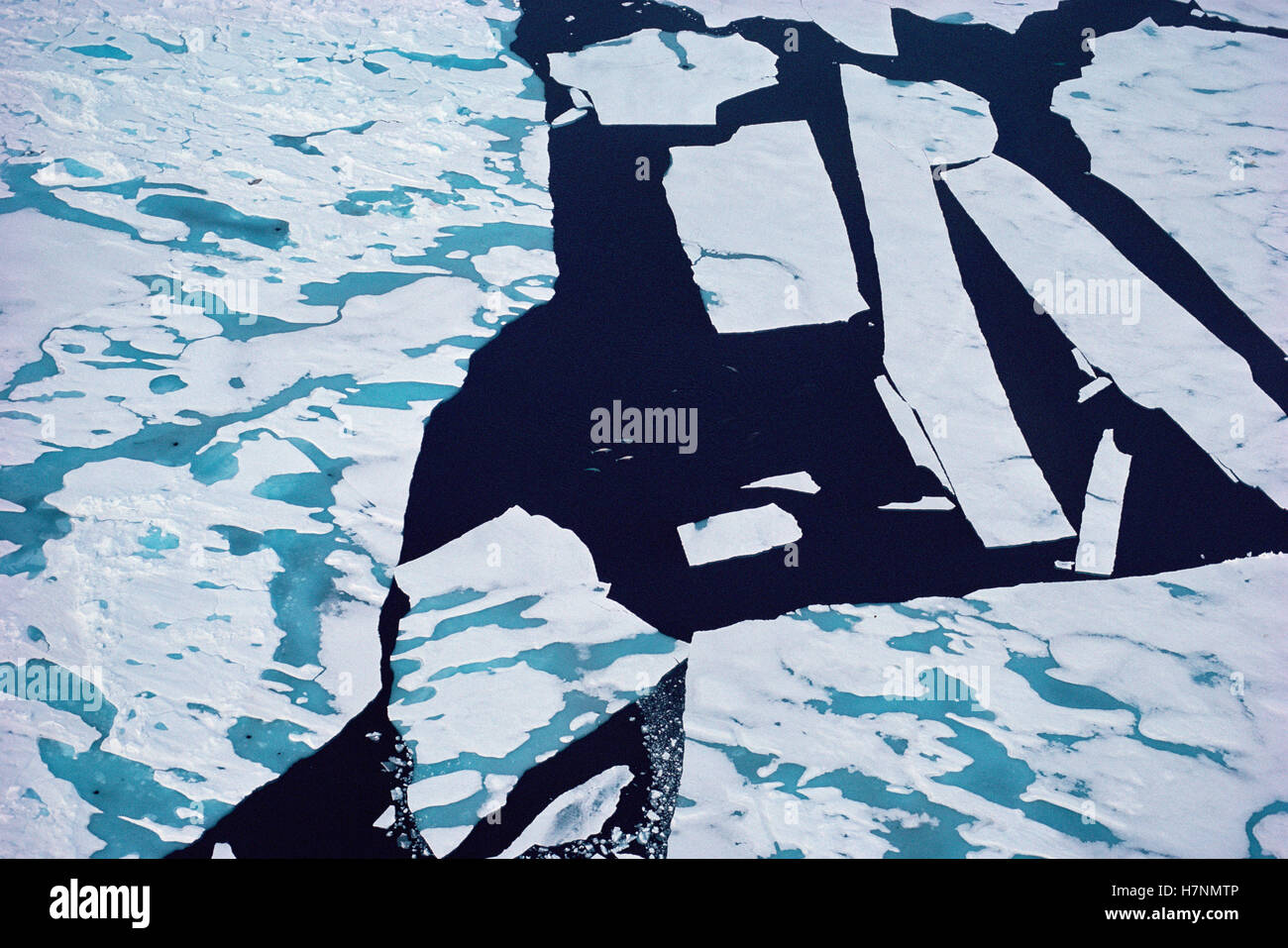 Beluga (Delphinapterus leucas) whale group surfacing among ice floes ...