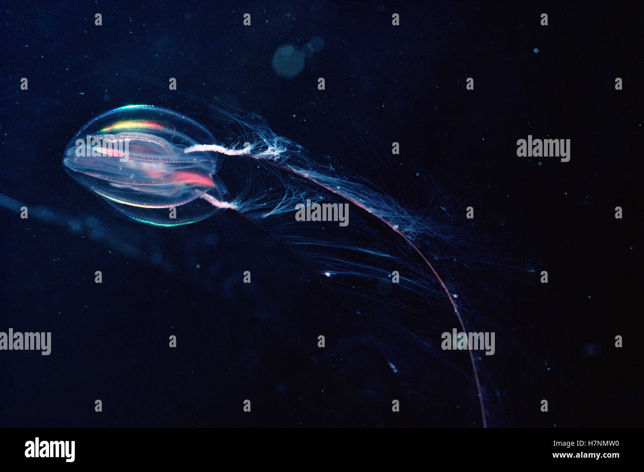 Comb Jelly underwater portrait, Arctic Stock Photo - Alamy