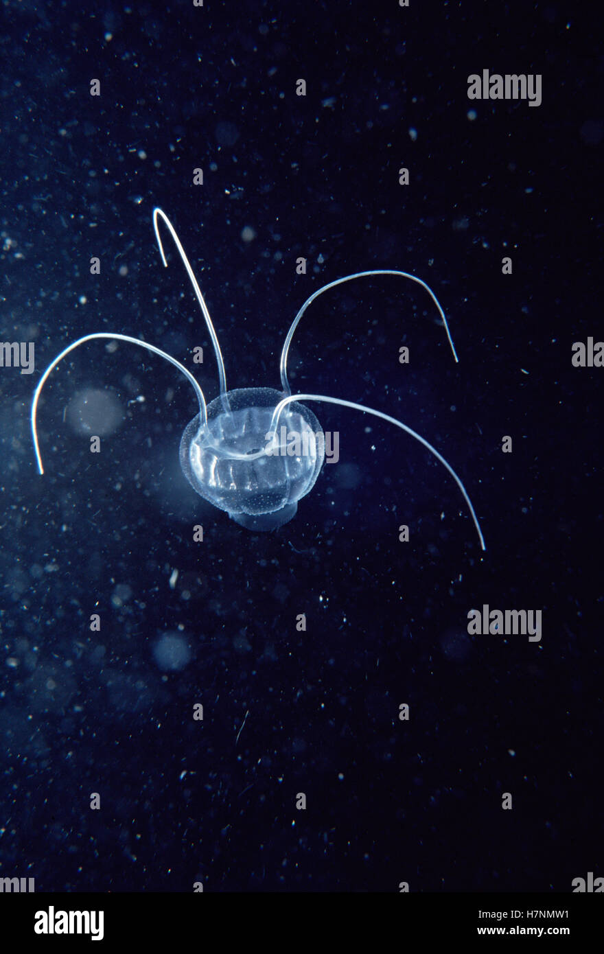 Small, transparent Jellyfish, Arctic Stock Photo - Alamy