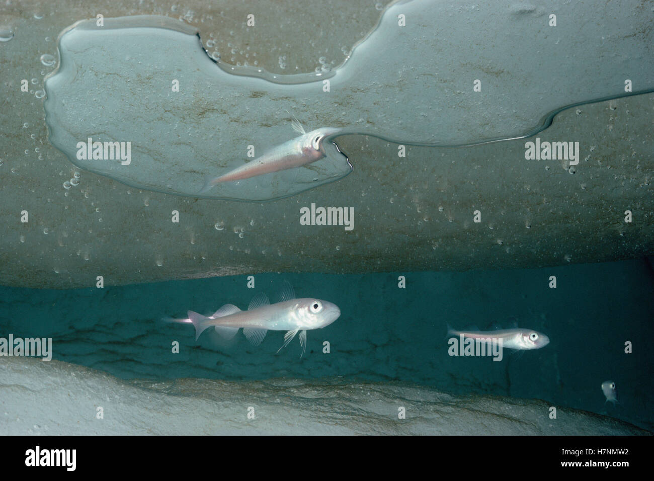 Polar Cod (Arctogadus glacialis) juveniles in protective shelter of ...