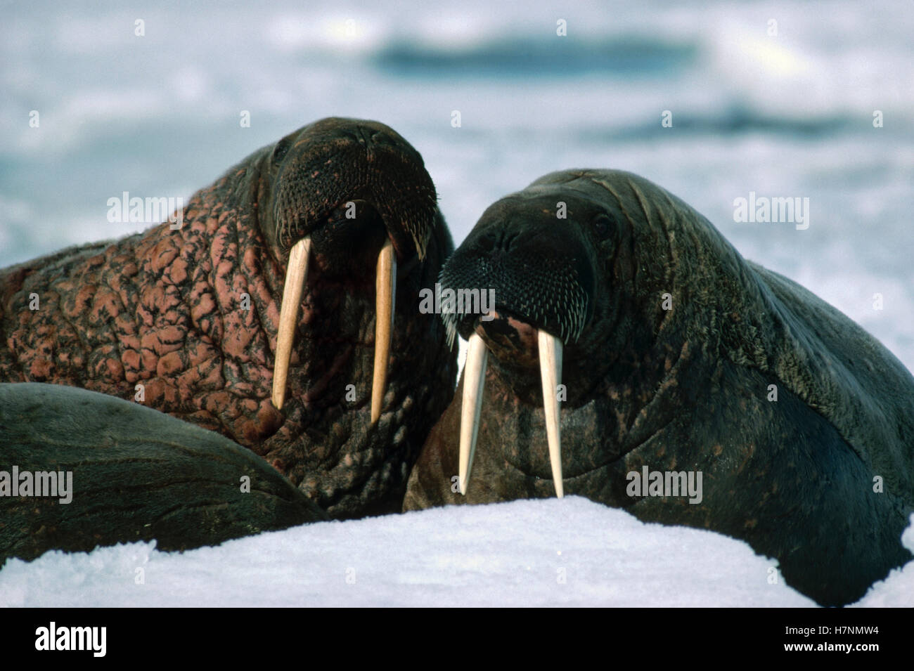 Atlantic Walrus (Odobenus rosmarus rosmarus) pair, Baffin Island ...