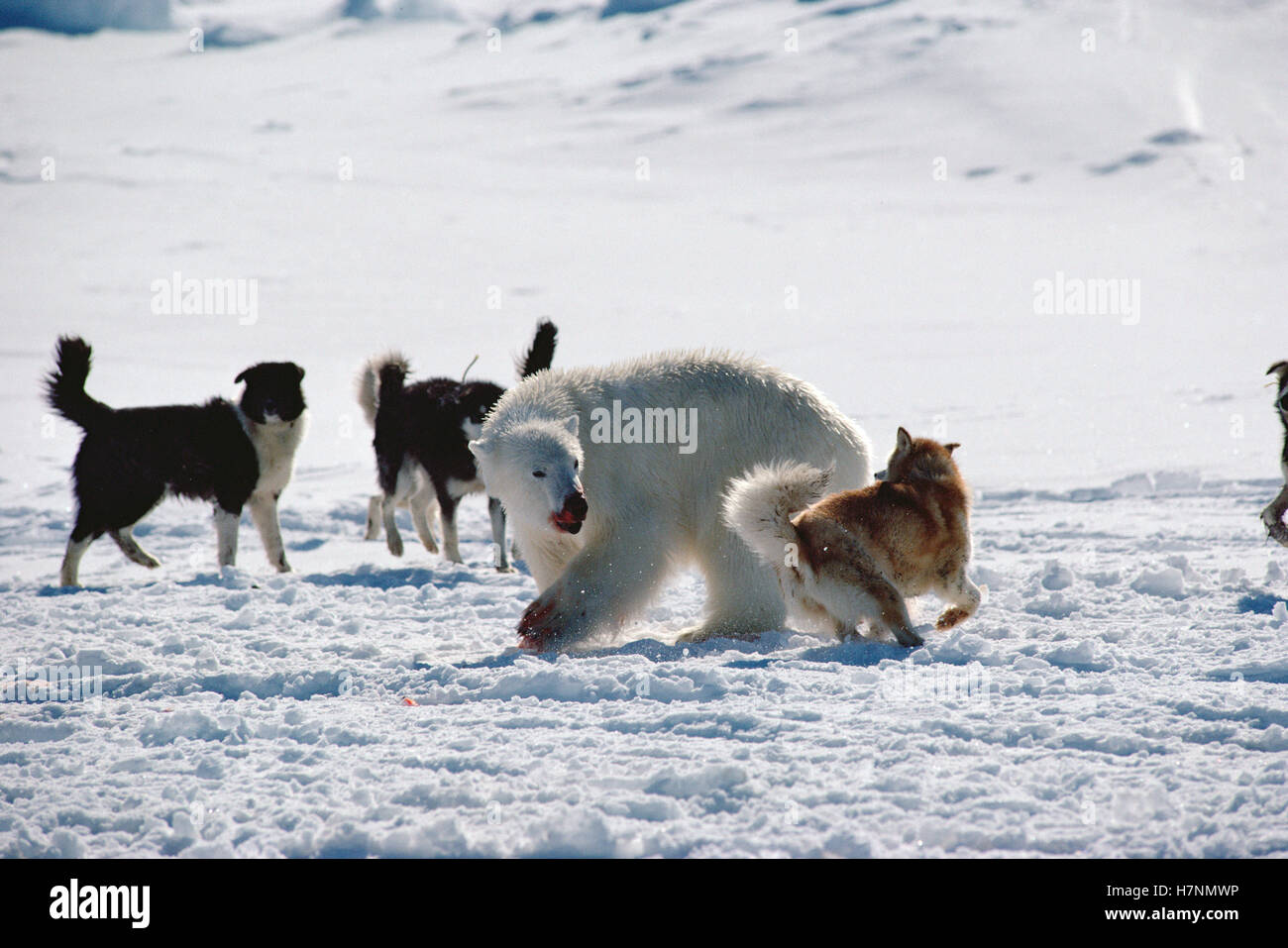 Polar Bear (Ursus maritimus) fights with camp dogs, Canada Stock Photo ...
