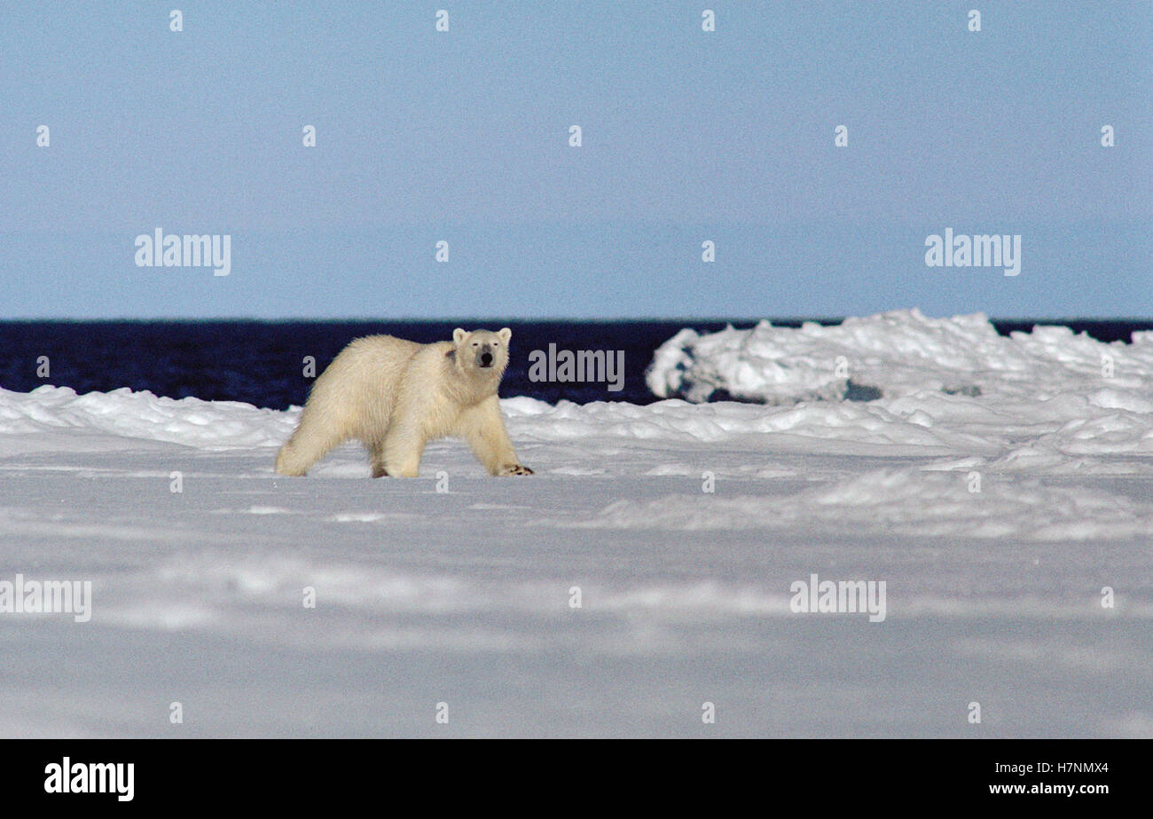 Polar Bear (Ursus maritimus), Baffin Island, Canada Stock Photo - Alamy