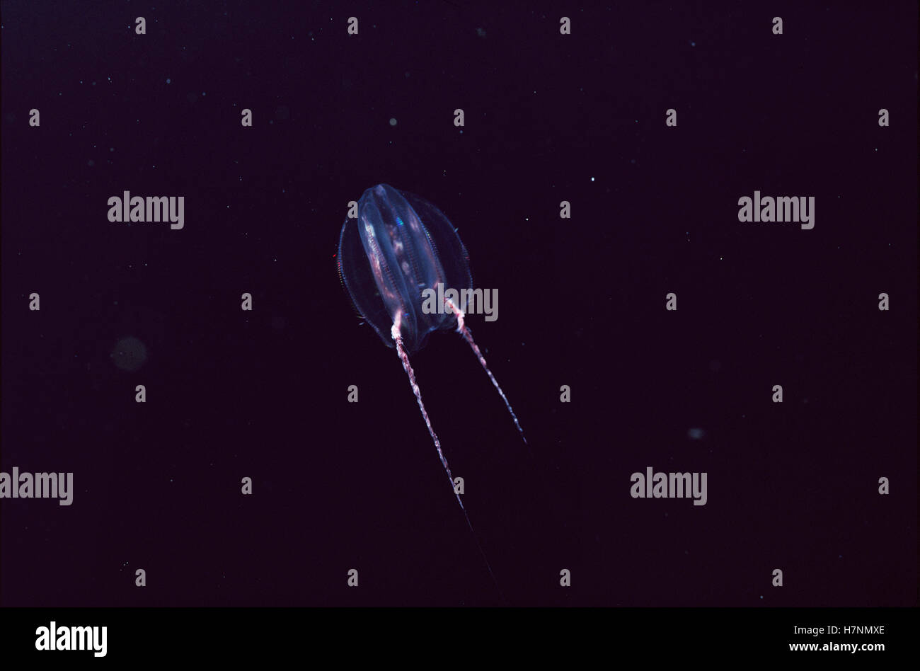 Comb Jelly (Callianira antarctica) showing bioluminescent cells ...