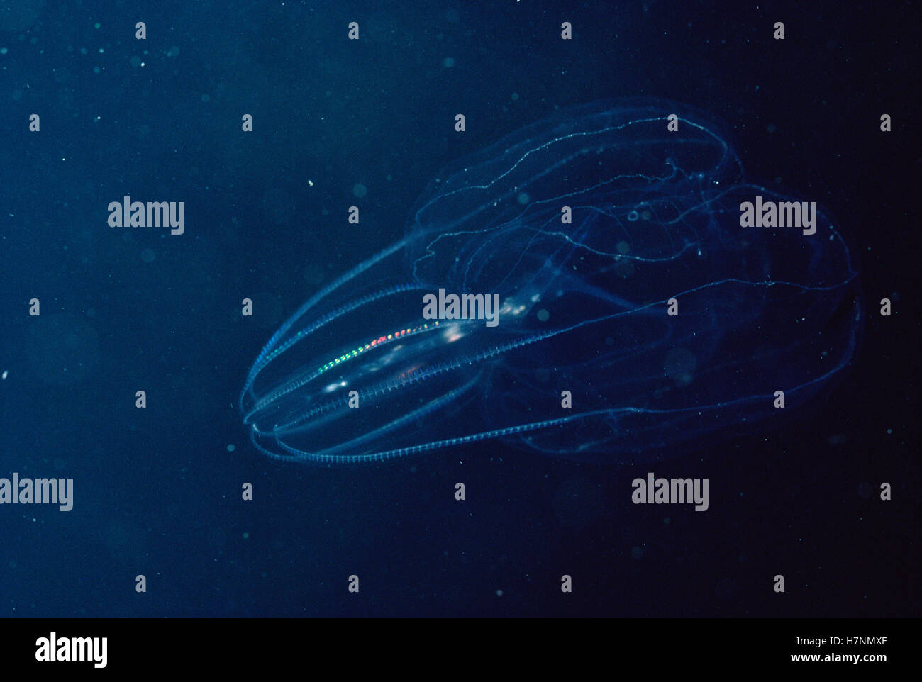 Bioluminescent zooplankton, Arctic Stock Photo - Alamy