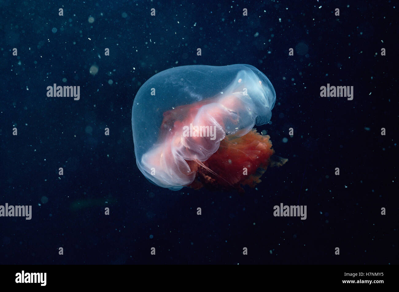 Arctic Jellyfish, approximately eight inches in diameter, Admiralty ...