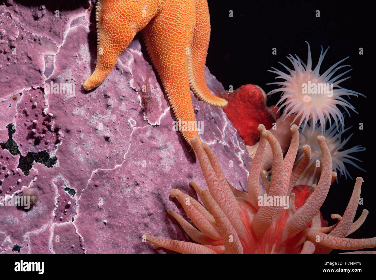 Sea Star, Coral Polyps and anemones, underwater, Admiralty Inlet ...