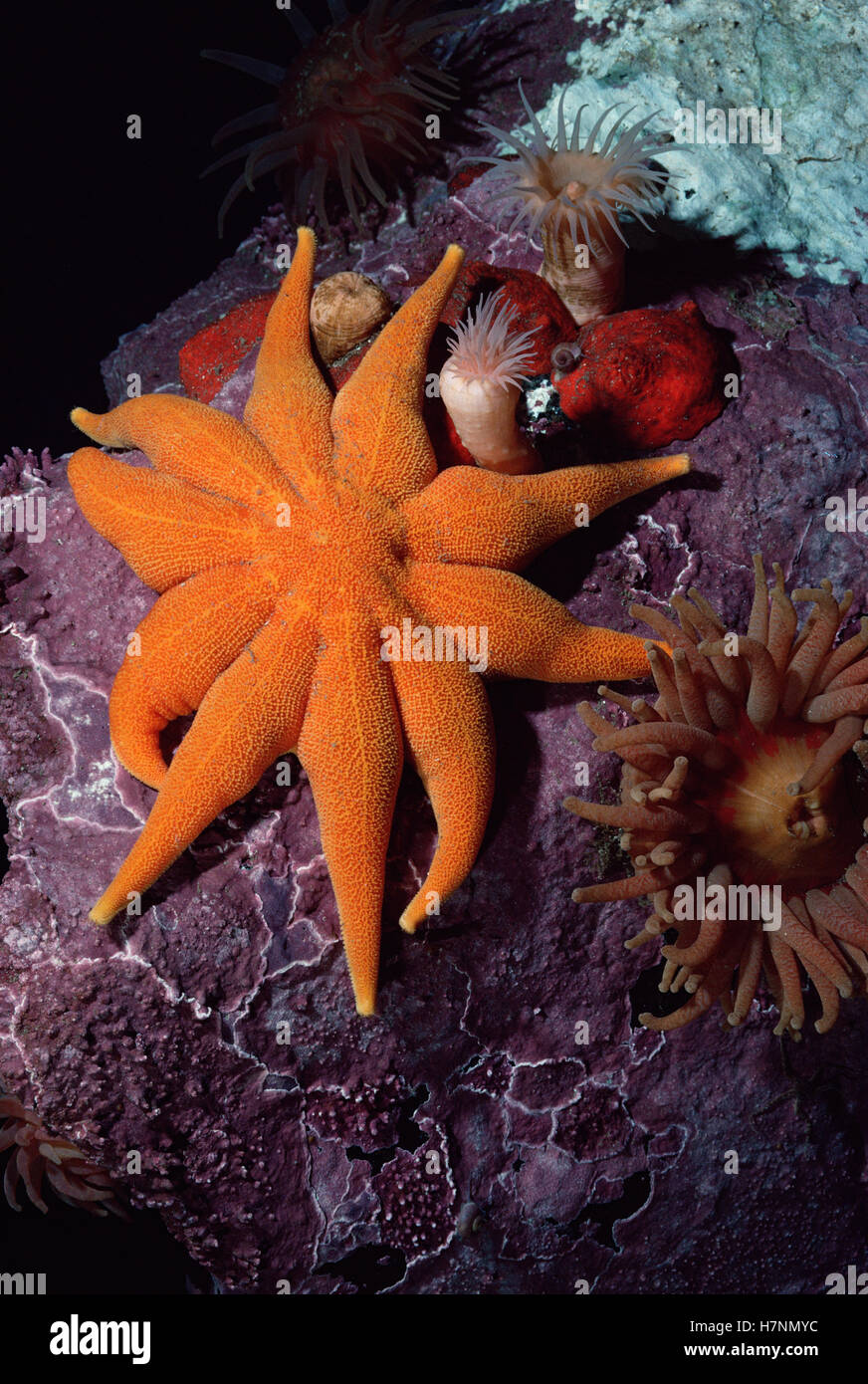 Sea Star, Anemones and Coralline Algae living 40 feet below the water ...