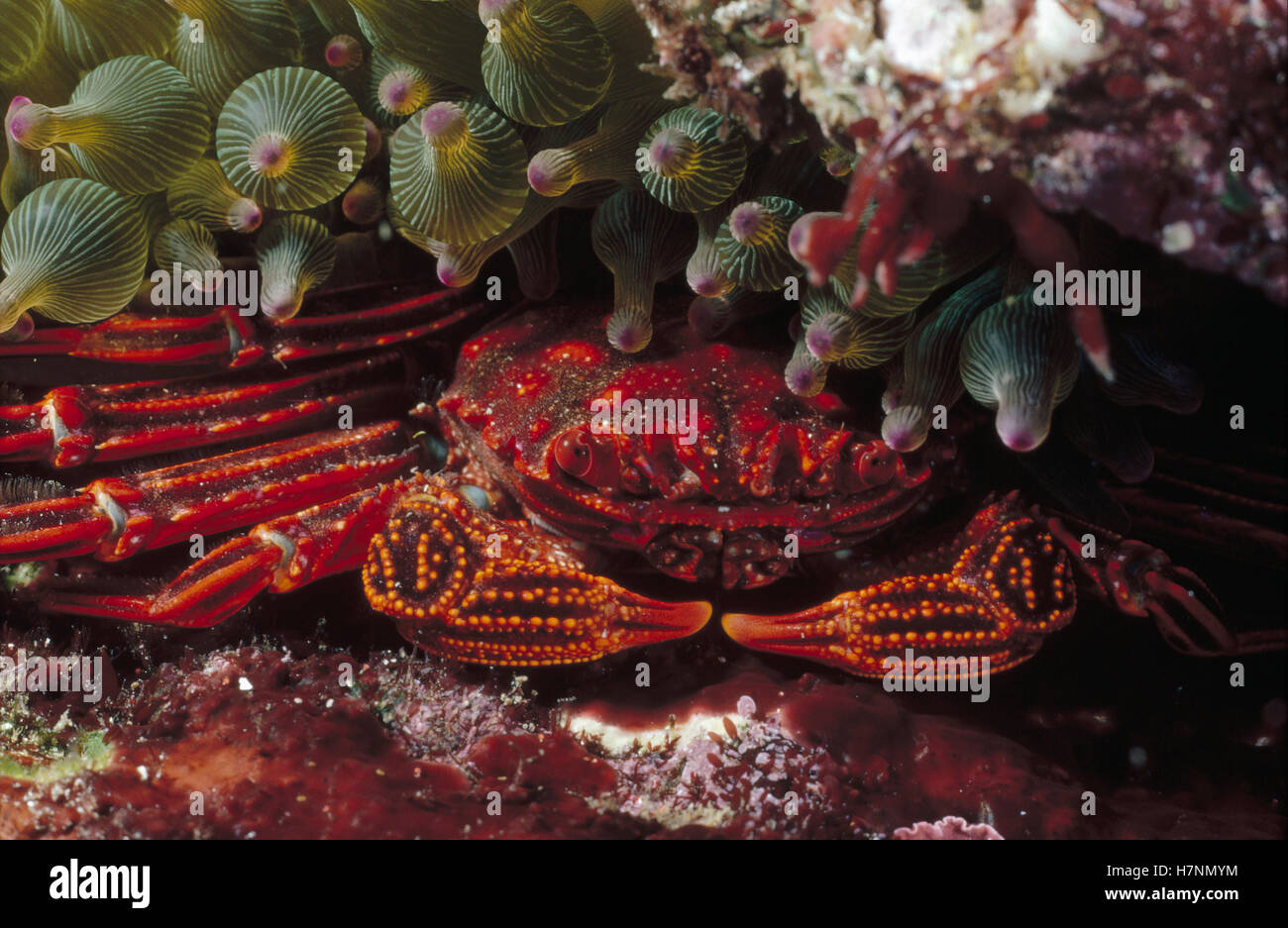 Crab, underwater portrait, North America Stock Photo - Alamy