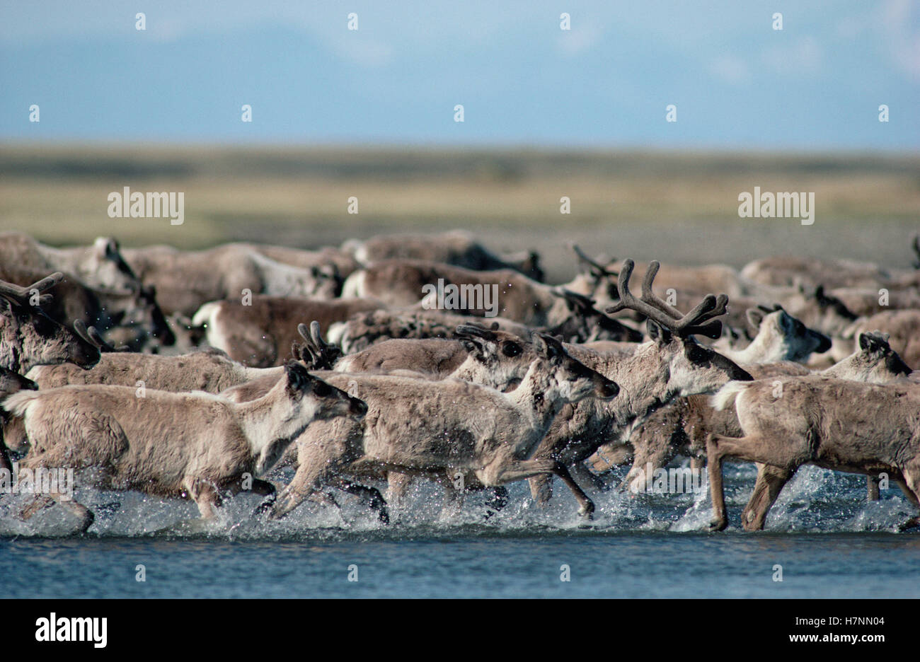 Caribou (Rangifer tarandus) stampeding herd crossing river, Arctic ...