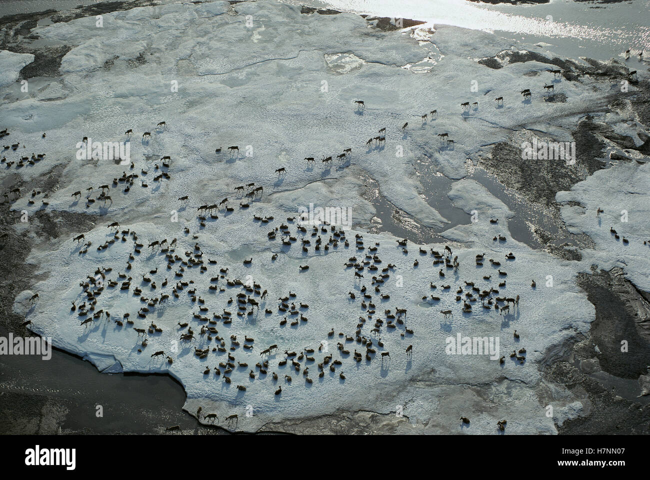 Caribou (Rangifer tarandus) aerial view of Porcupine Herd on tundra ice ...