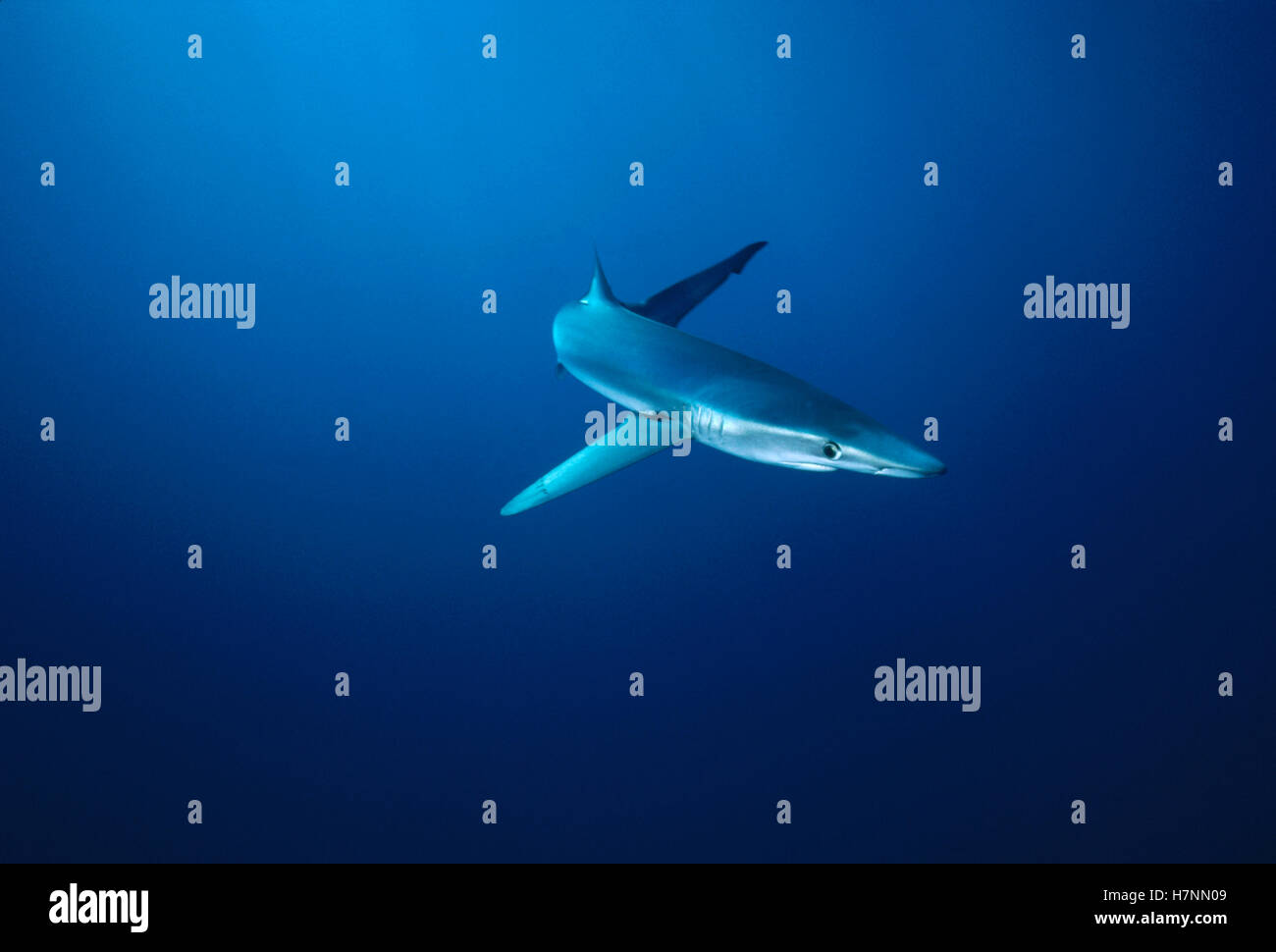 Blue Shark (Prionace glauca) underwater portrait, California Stock ...