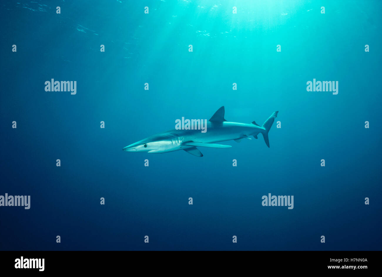 Blue Shark (Prionace glauca) underwater portrait, California Stock ...