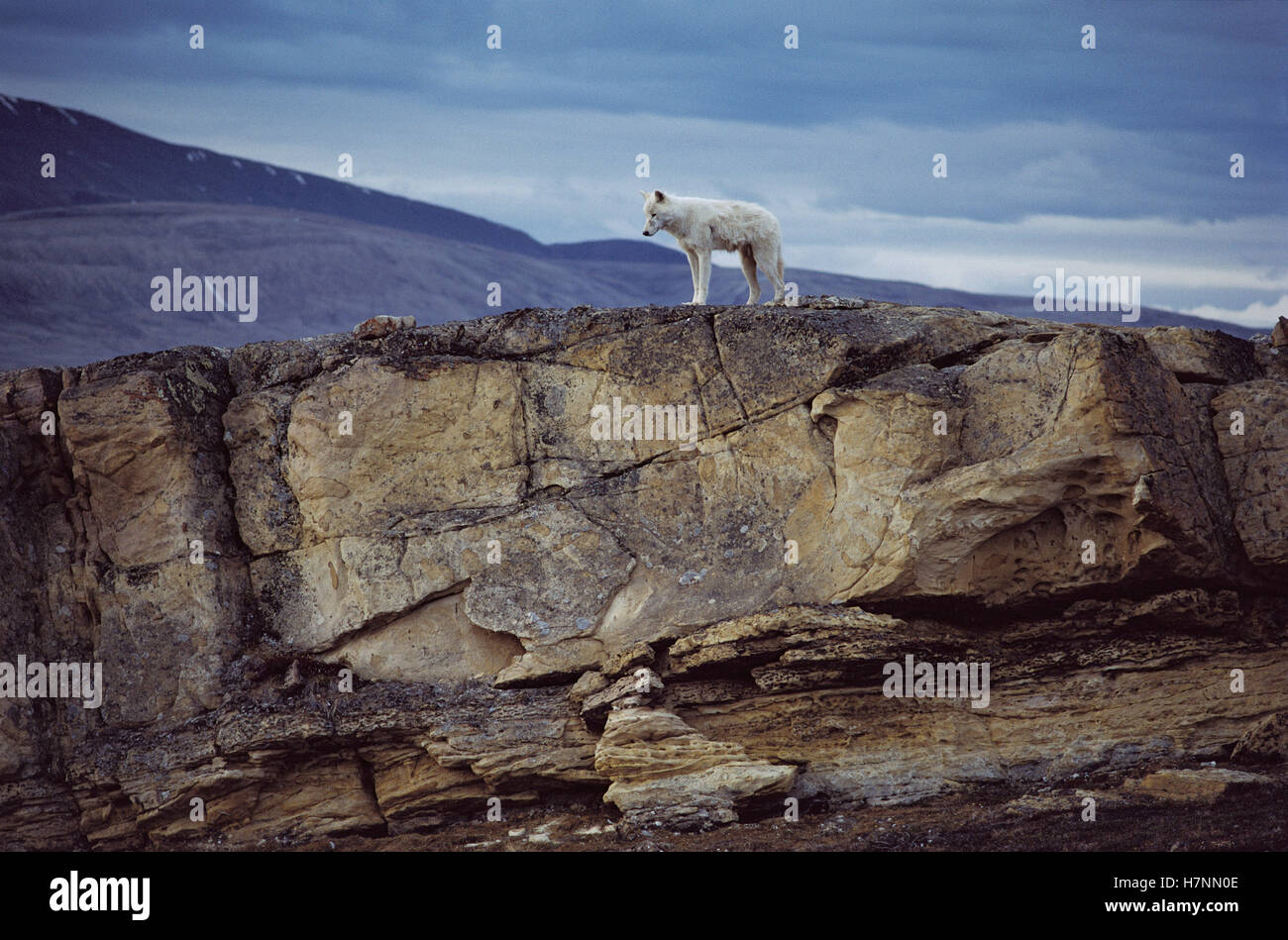 Arctic Wolf (Canis lupus) adolescent male on top of den, Ellesmere ...