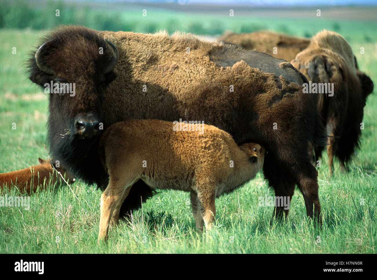 American Bison (Bison bison) mother with nursing calf, South Dakota ...