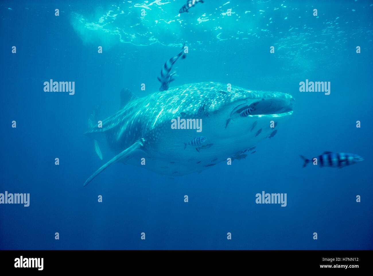 Whale Shark (Rhincodon typus) swimming underwater with symbiotic Pilot ...