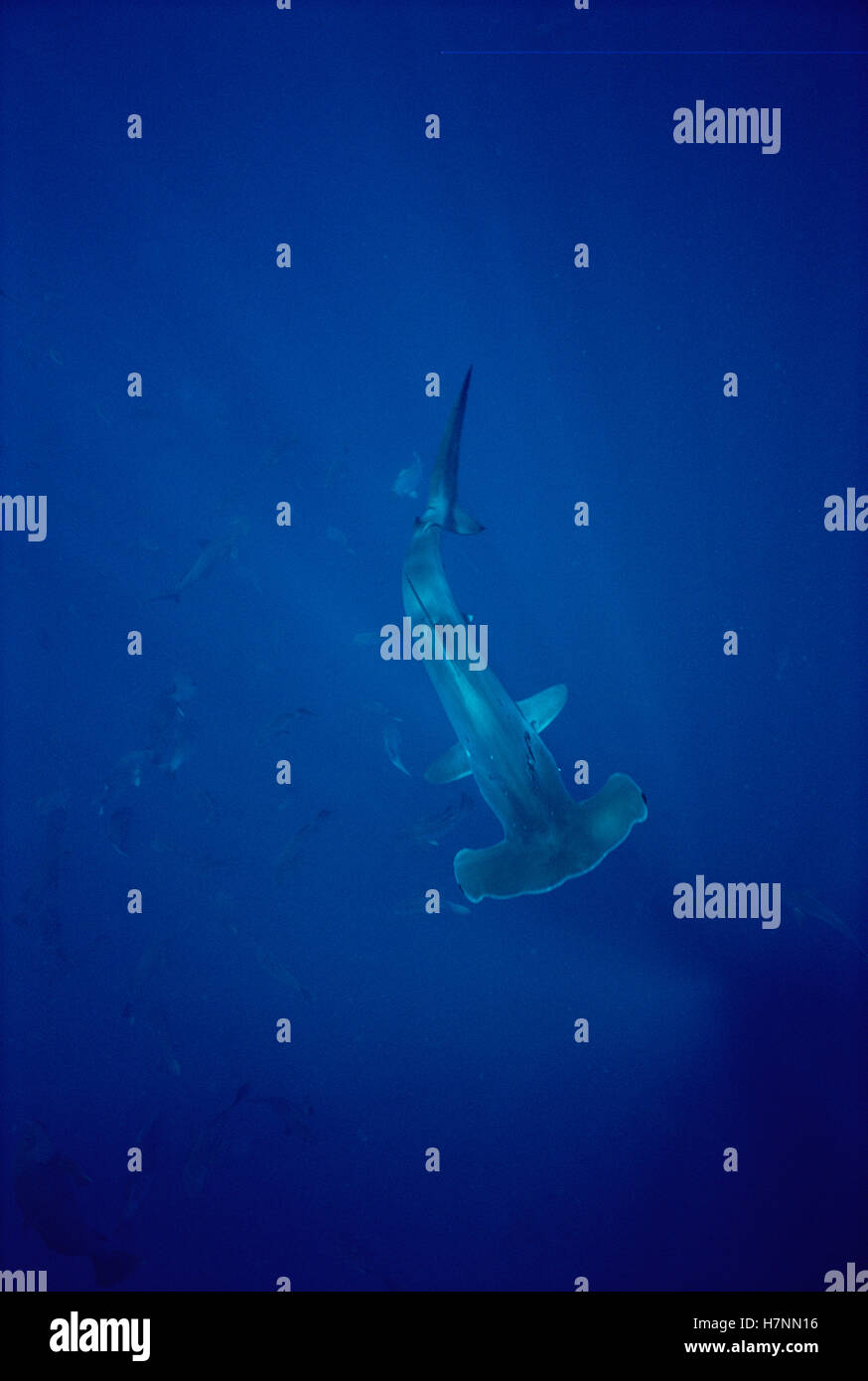 Scalloped Hammerhead Shark (Sphyrna lewini) top view, underwater, Baja ...