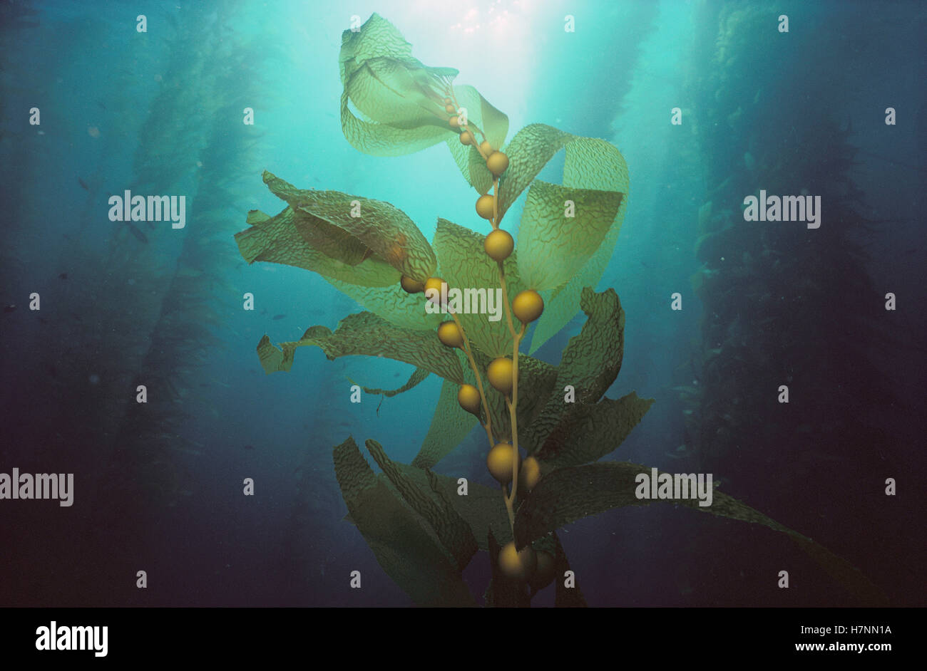 Giant Kelp (Macrocystis pyrifera) forest, Channel Islands National Park ...