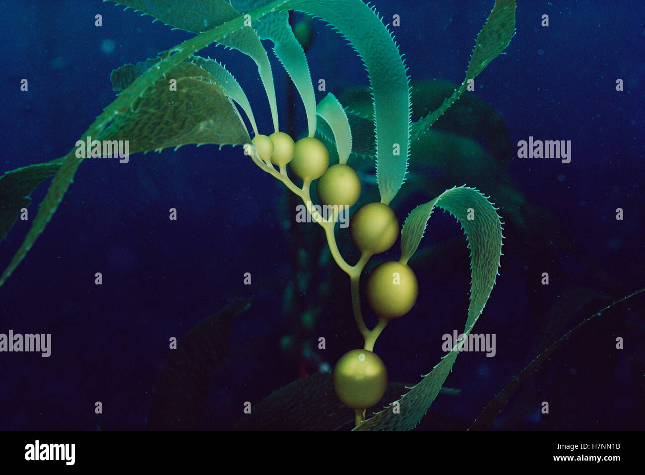 Giant Kelp (Macrocystis pyrifera) detail of air bladders, California ...