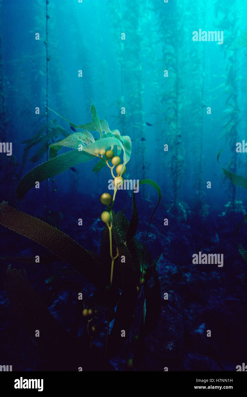 Giant Kelp (Macrocystis pyrifera) air bladders in kelp forest, Channel ...