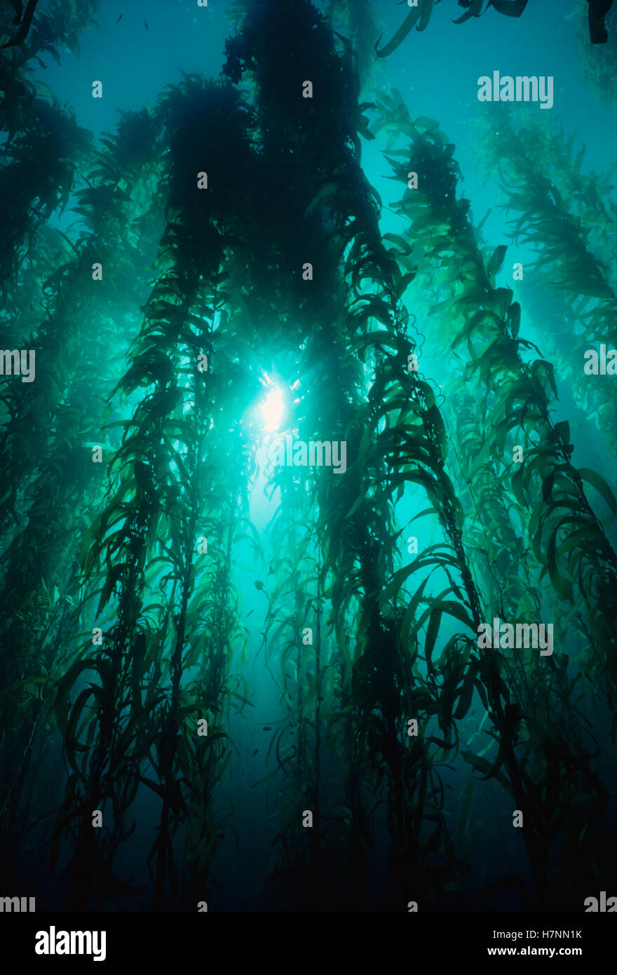Giant Kelp (Macrocystis pyrifera) forest, shot looking up to surface of ...