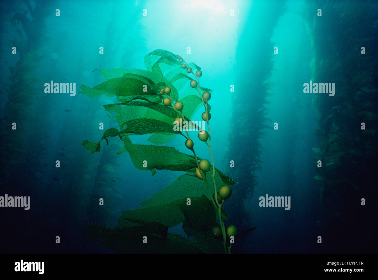 Giant Kelp (Macrocystis pyrifera) forest, Channel Islands National Park ...