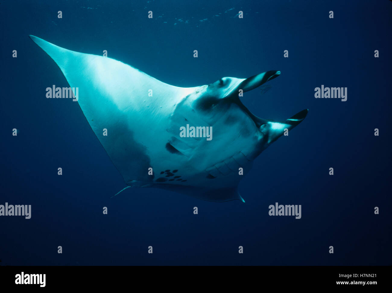 Manta Ray (Manta birostris) underwater portrait, Baja California ...