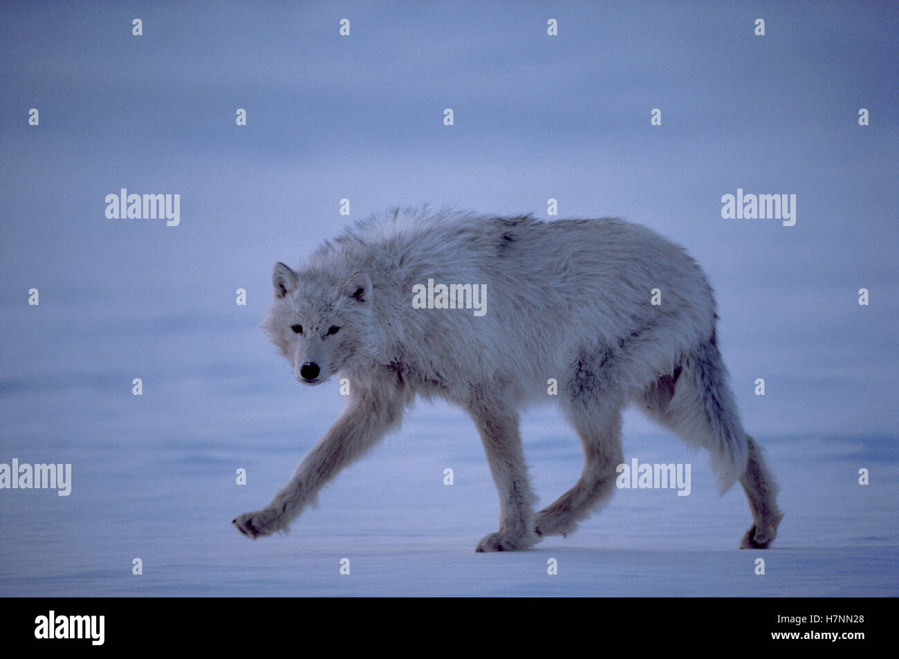 Arctic Wolf (Canis lupus) walking across snowy ground, Ellesmere Island ...