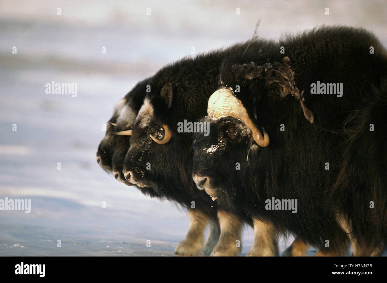 Muskox (Ovibos moschatus) herd in defensive formation, Ellesmere Island ...