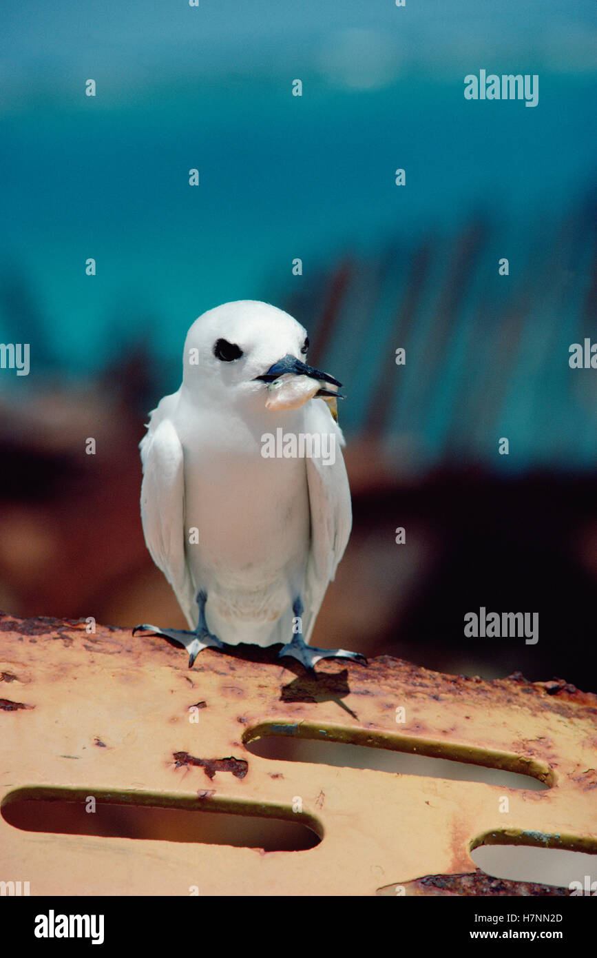 White Tern (Gygis alba) with fish in beak, Hawaiian Leeward Islands ...