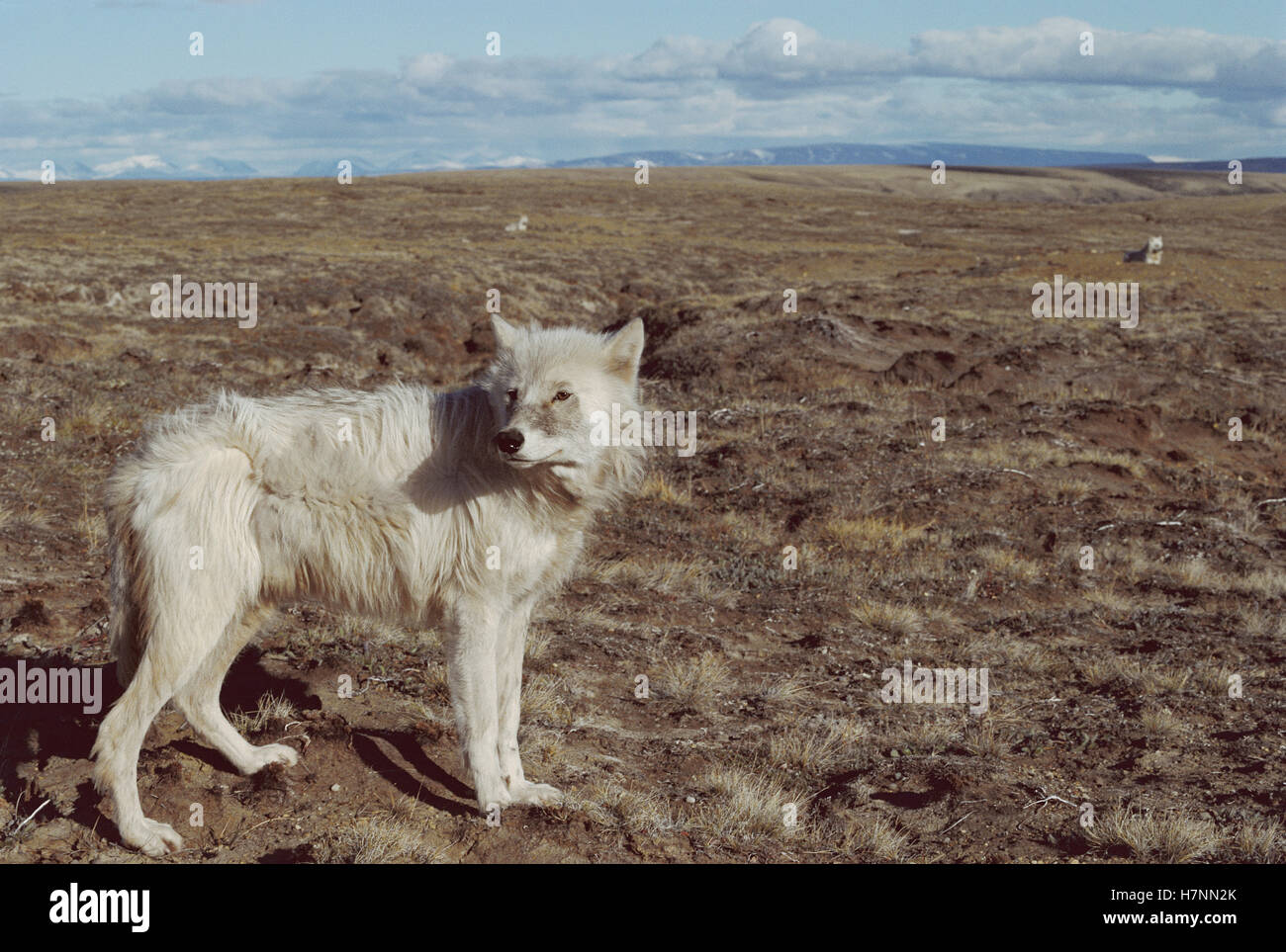 Arctic Wolf (Canis lupus) juvenile, Ellesmere Island, Nunavut, Canada ...