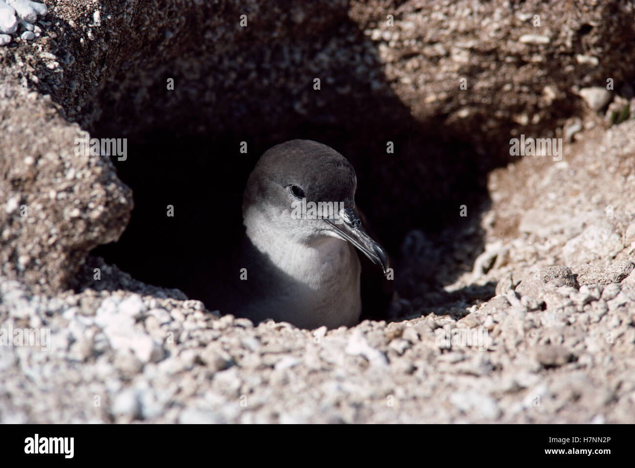 Wedge-tailed Shearwater (Puffinus pacificus) incubating egg in nesting ...