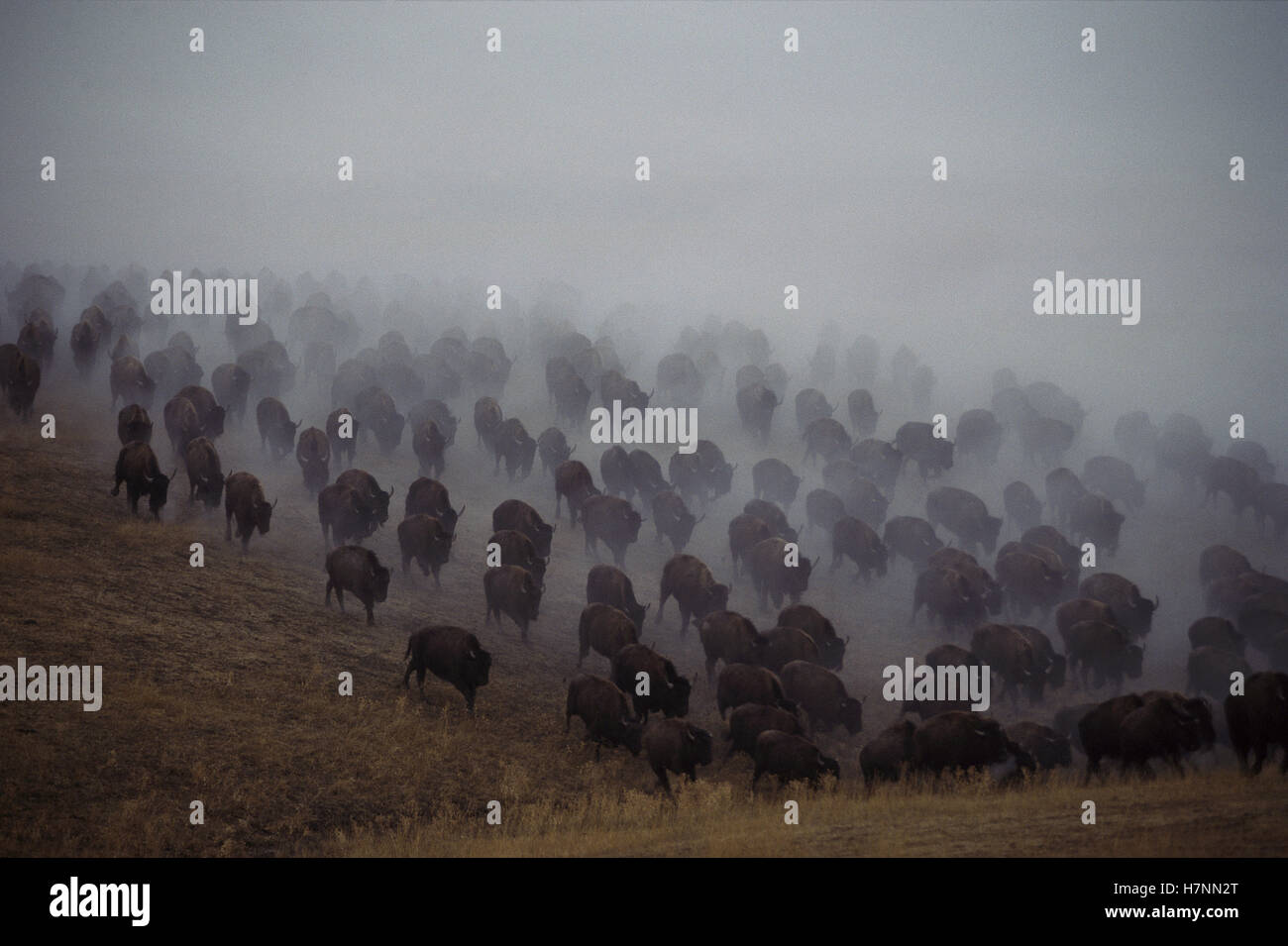 American Bison (Bison bison) herd stampeding, South Dakota Stock Photo ...