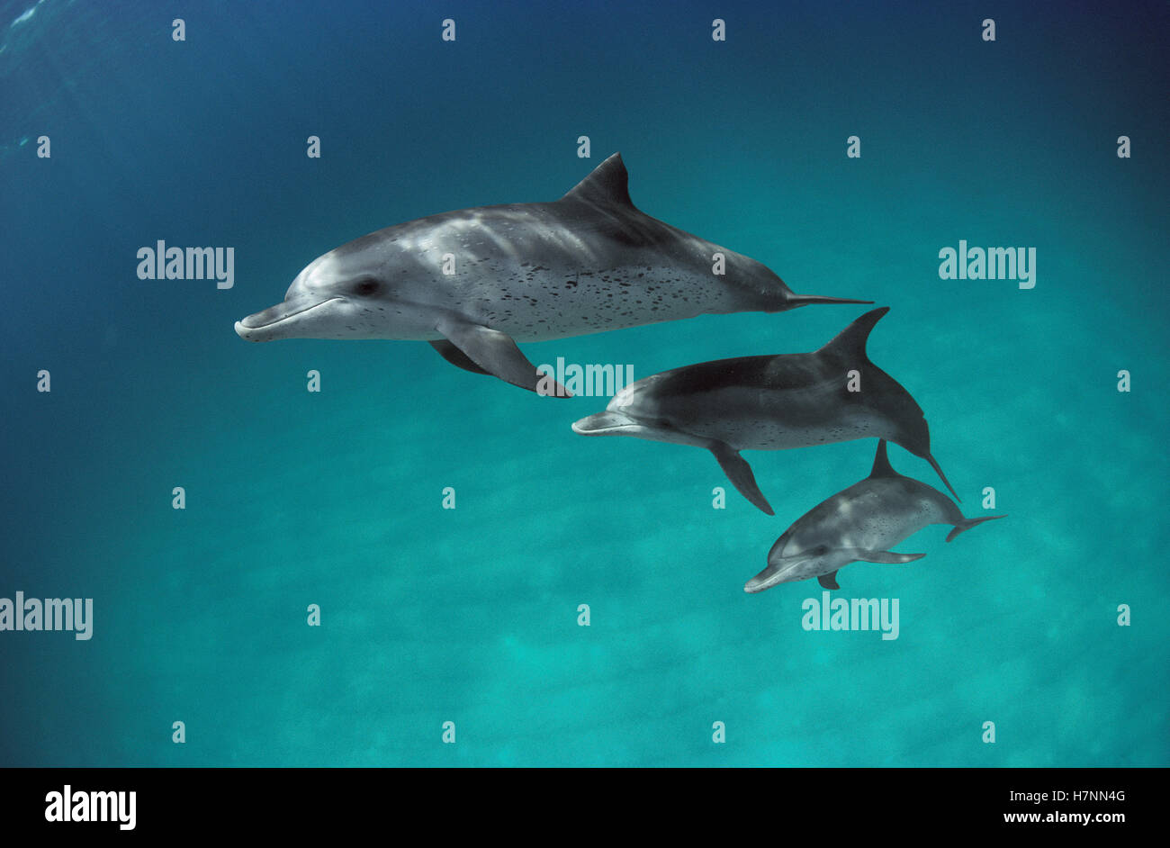 Atlantic Spotted Dolphin (Stenella frontalis) trio, Bahamas Stock Photo ...
