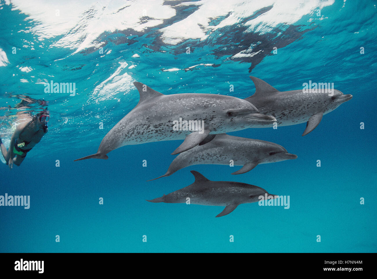Atlantic Spotted Dolphin (Stenella frontalis) social group of well ...