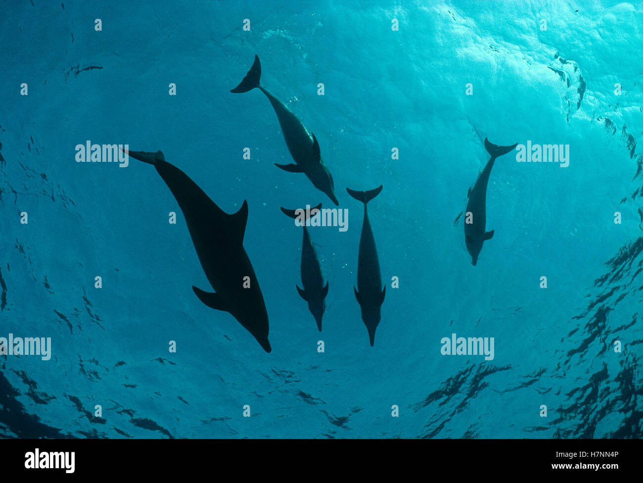 Atlantic Spotted Dolphin (Stenella frontalis) group underwater, Bahamas ...