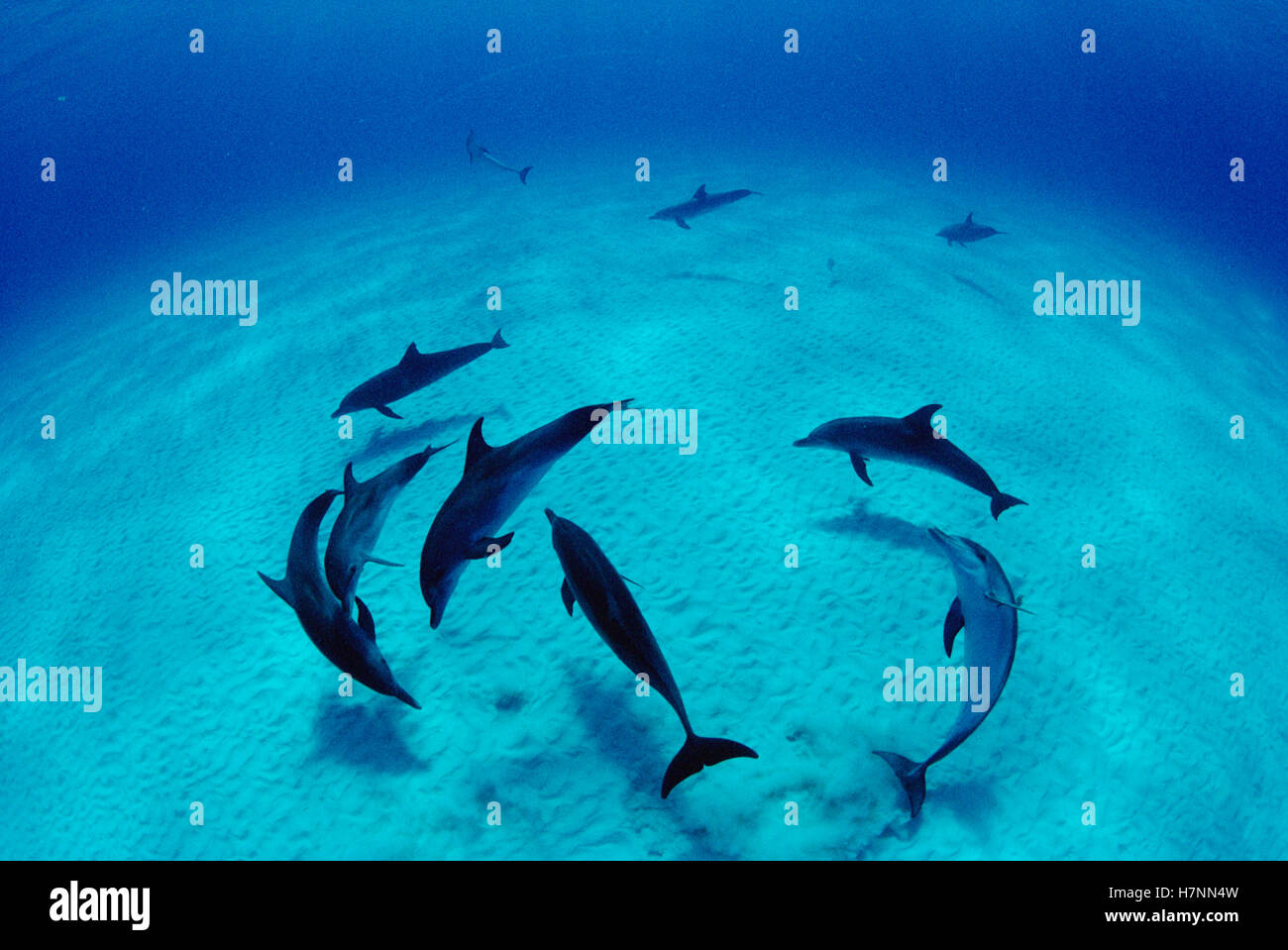 Atlantic Spotted Dolphin (Stenella frontalis) group, Bahamas Stock ...