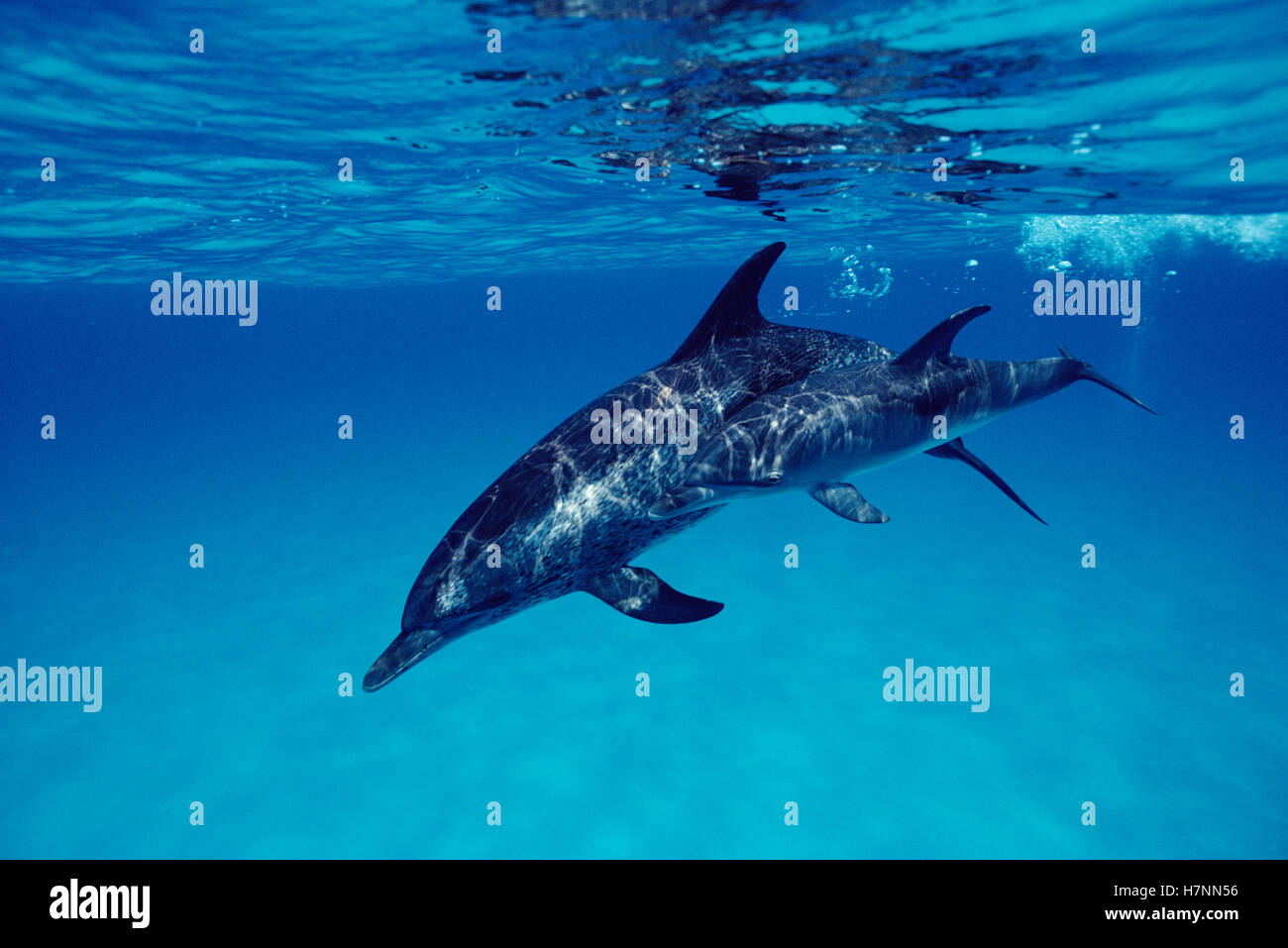 Atlantic Spotted Dolphin (Stenella frontalis) female with calf, Bahamas ...