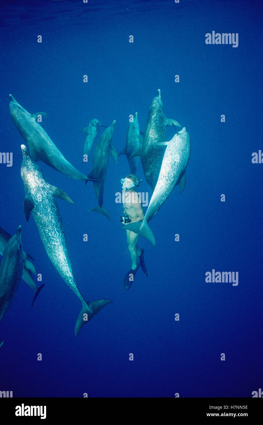 Atlantic Spotted Dolphin (Stenella frontalis) pod and diver, Bahamas ...