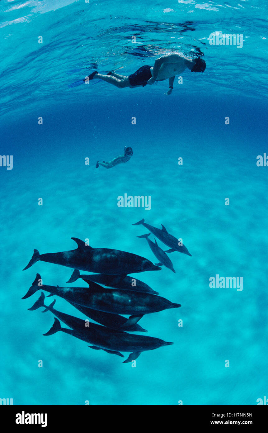 Atlantic Spotted Dolphin (Stenella frontalis) with diver, Bahamas Stock ...