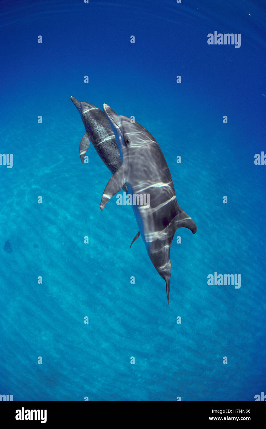 Atlantic Spotted Dolphin (Stenella frontalis) pair underwater, Bahamas ...