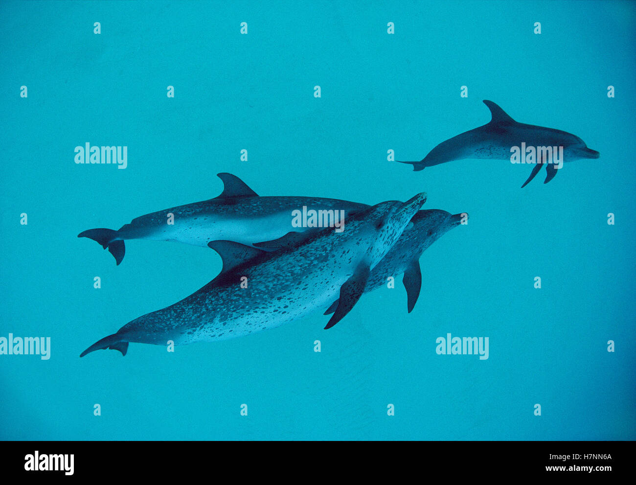 Atlantic Spotted Dolphin (Stenella frontalis) group swimming together ...