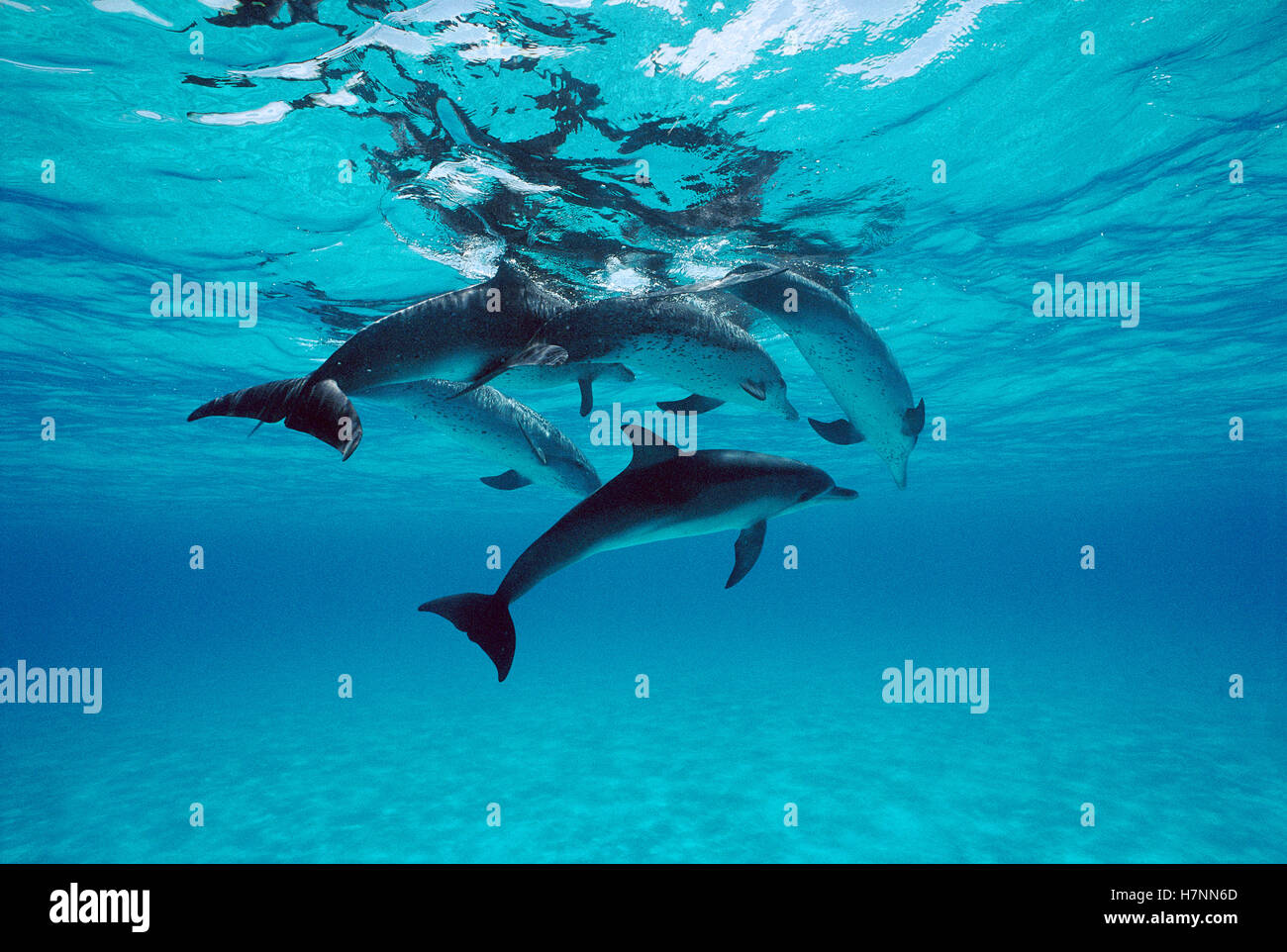 Atlantic Spotted Dolphin (Stenella frontalis) group surfacing, Bahamas ...