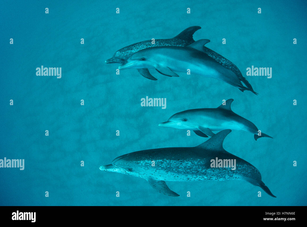 Atlantic Spotted Dolphin (Stenella frontalis) underwater group, Bahamas ...